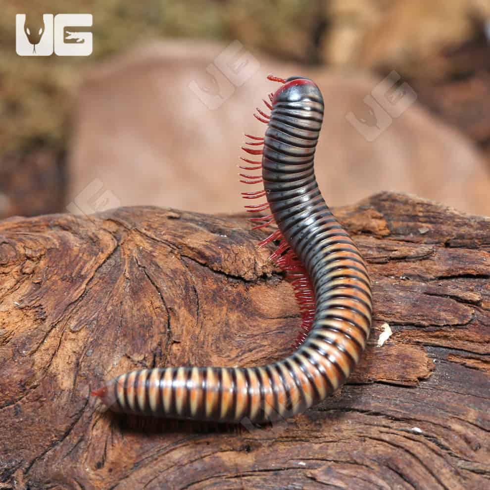 Thailand Rainbow Millipede (Atophochetus Dollfusi) For Sale ...