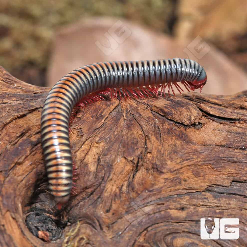 Thailand Rainbow Millipede (Atophochetus Dollfusi) For Sale ...