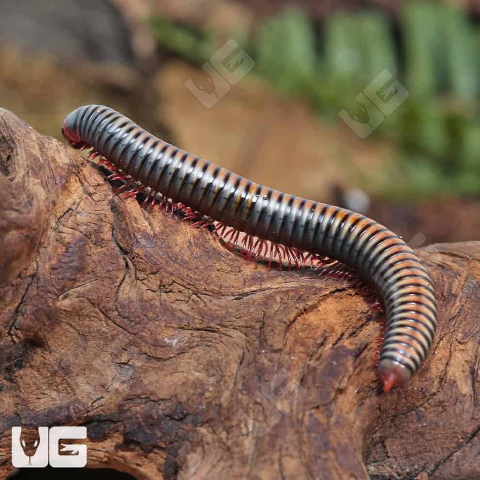 Thailand Rainbow Millipede (Atophochetus Dollfusi) For Sale ... Thailand Rainbow Millipede (Atophochetus Dollfusi) For Sale ...