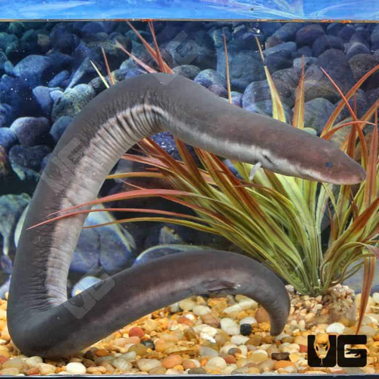 Three Toed Amphiuma (Amphiuma tridactylum) For Sale - Underground Reptiles