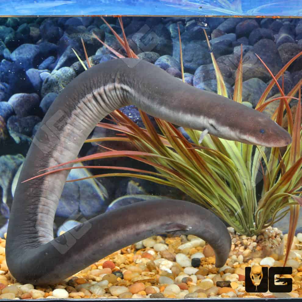 Three Toed Amphiuma (Amphiuma tridactylum) For Sale - Underground Reptiles