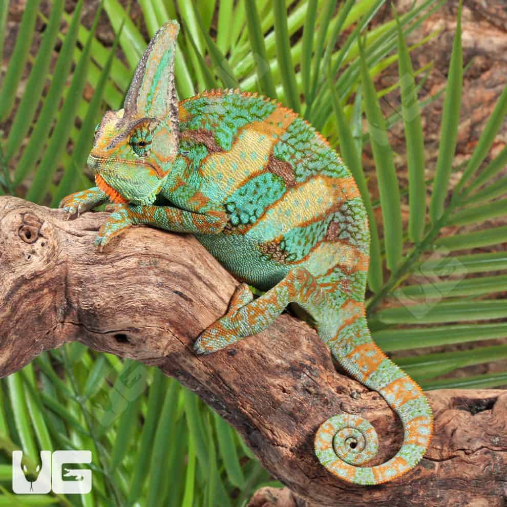 Chameleons For Sale - Underground Reptiles