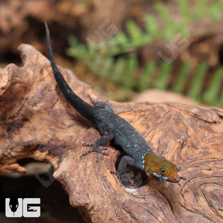 Yellow Headed Dwarf Gecko For Sale - Underground Reptiles
