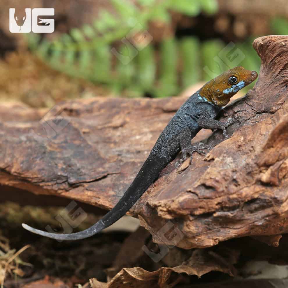 Auctions - Underground Reptiles