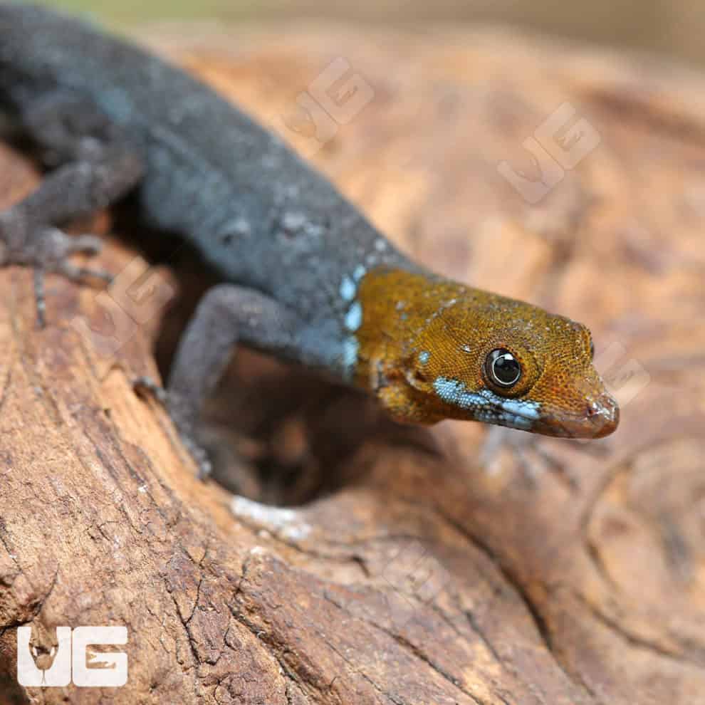 Yellow Headed Dwarf Gecko For Sale - Underground Reptiles