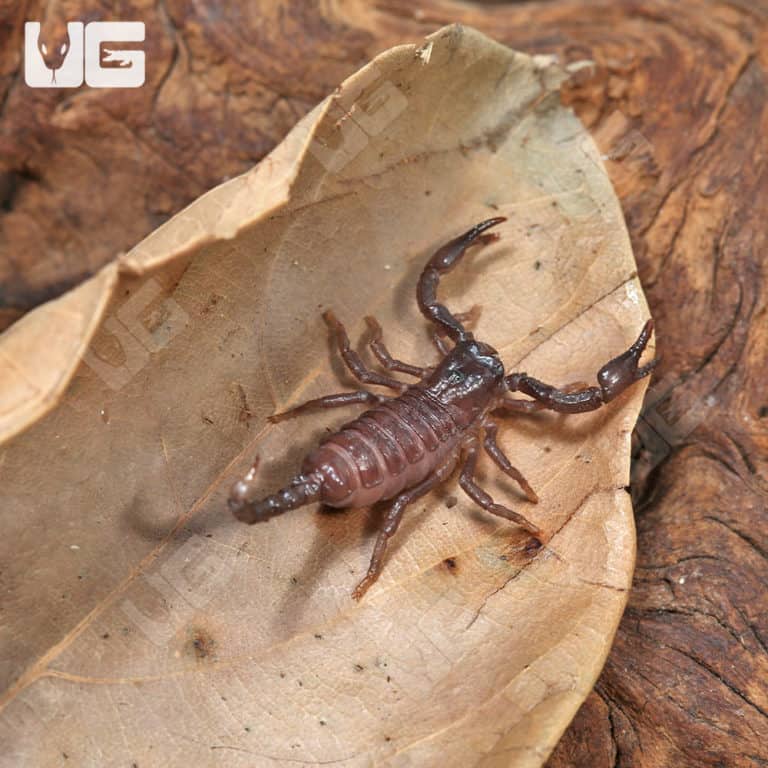 Baby Congo Emperor Scorpion For Sale - Underground Reptiles
