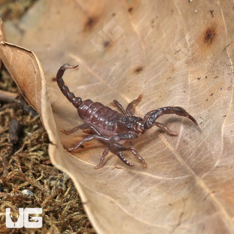 Baby Congo Emperor Scorpion For Sale - Underground Reptiles