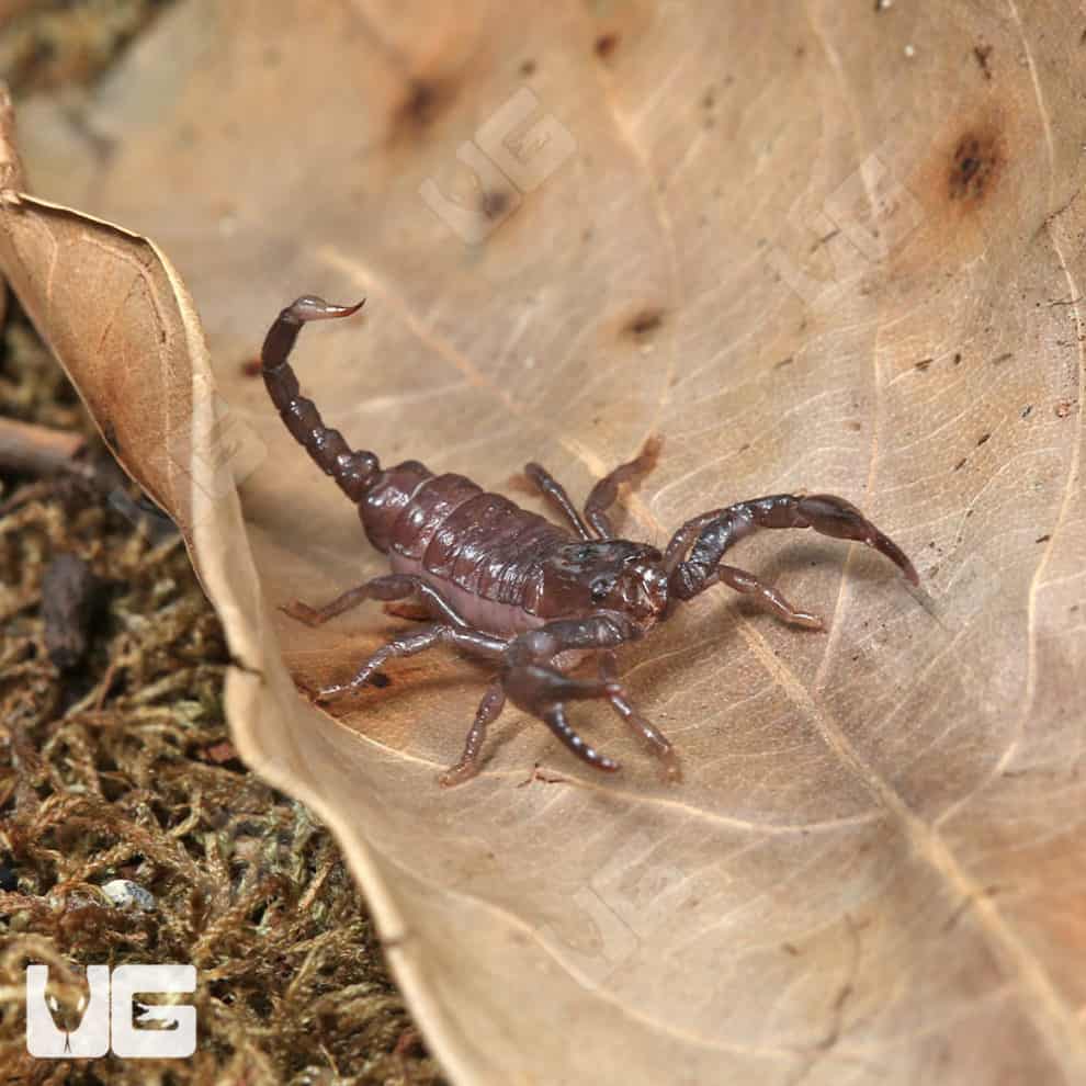 Baby Congo Emperor Scorpion For Sale - Underground Reptiles