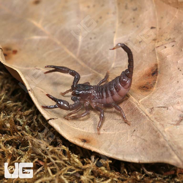 Inverts For Sale - Spiders, Scorpions & More - Underground Reptiles