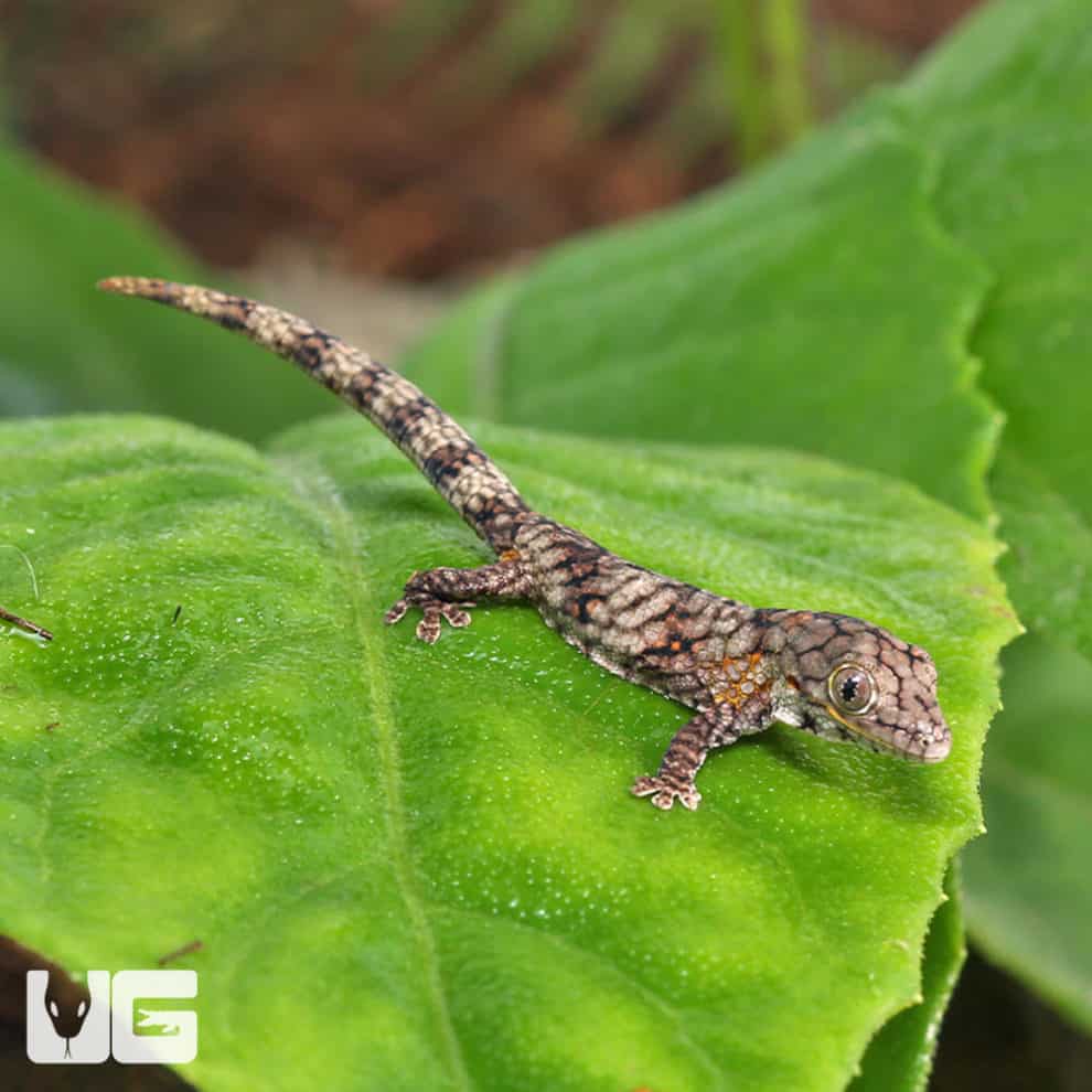 Captive Bred Animals - Underground Reptiles