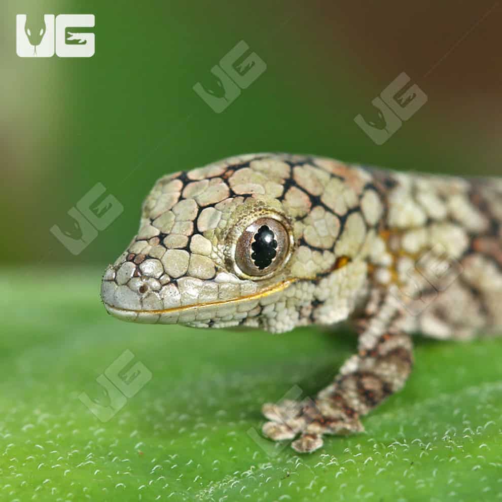 Geckos For Sale - Underground Reptiles