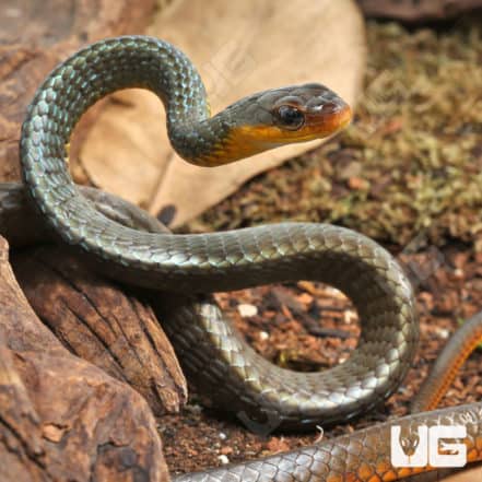 Machete Snake (Chironius carinatus) For Sale - Underground Reptiles