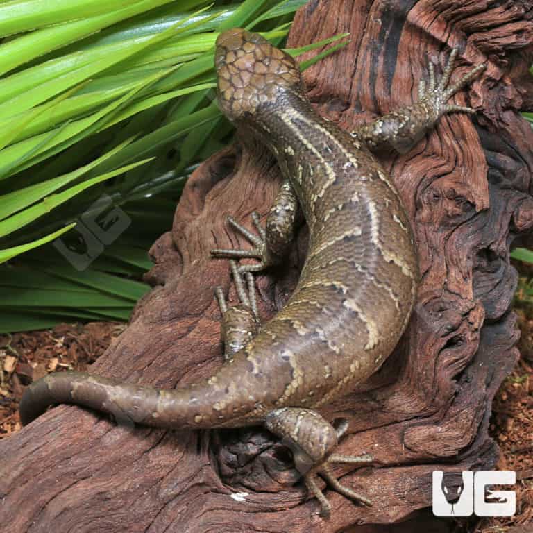 New Born Monkey Tailed Skinks For Sale - Underground Reptiles