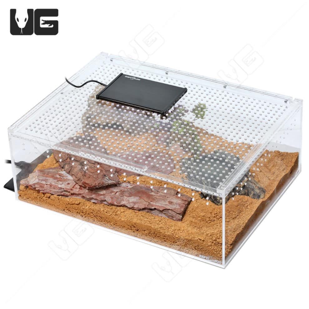 COMPLETE Desert Scorpion Setup - Underground Reptiles