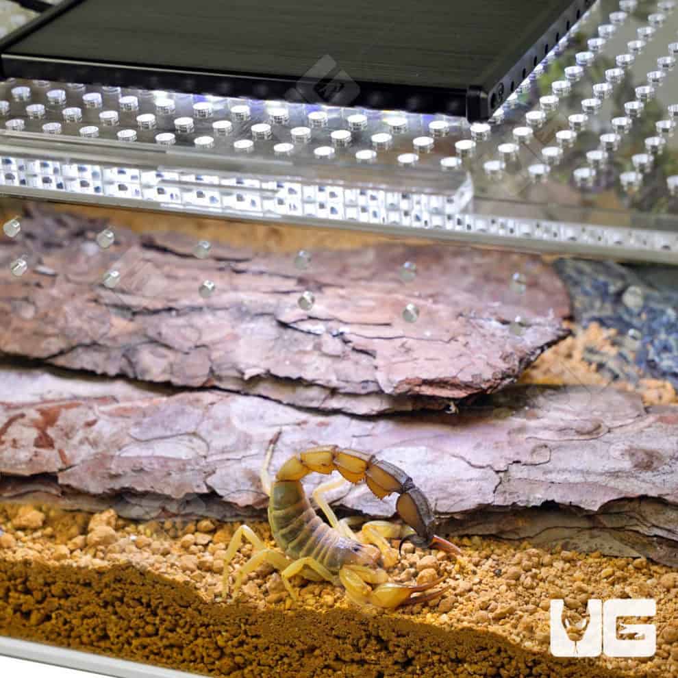 COMPLETE Desert Scorpion Setup - Underground Reptiles