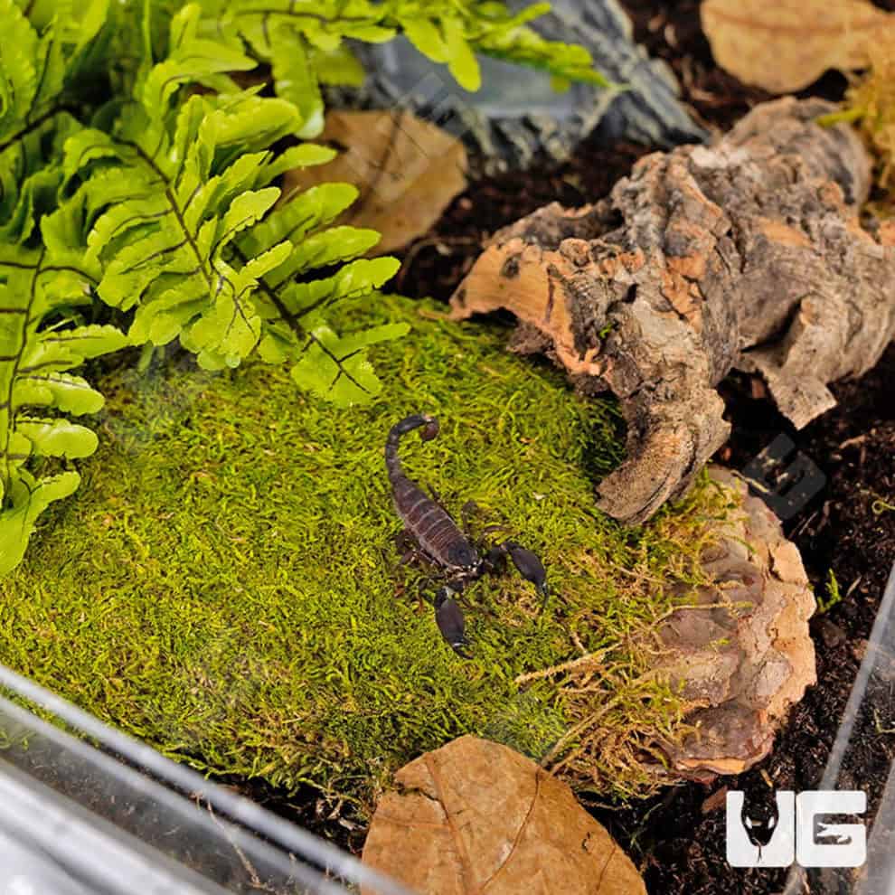 COMPLETE Forest Scorpion Setup - Underground Reptiles