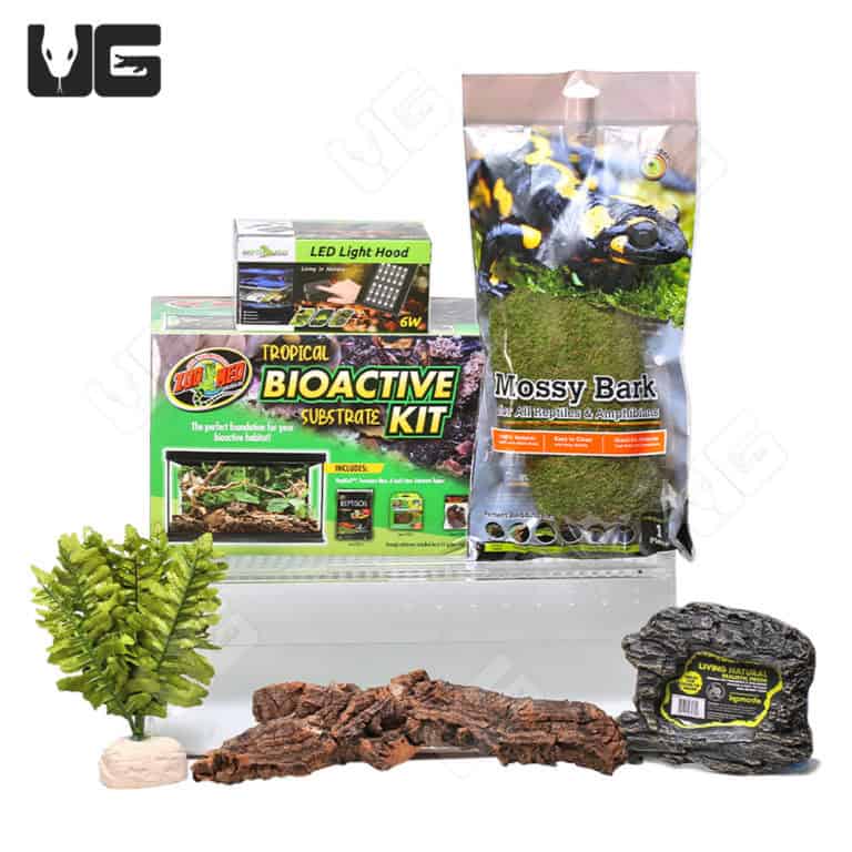 COMPLETE Forest Scorpion Setup - Underground Reptiles