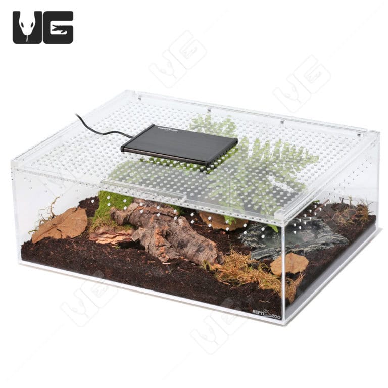 COMPLETE Forest Scorpion Setup - Underground Reptiles