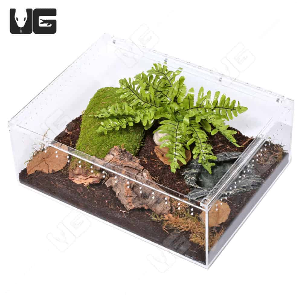 COMPLETE Forest Scorpion Setup - Underground Reptiles