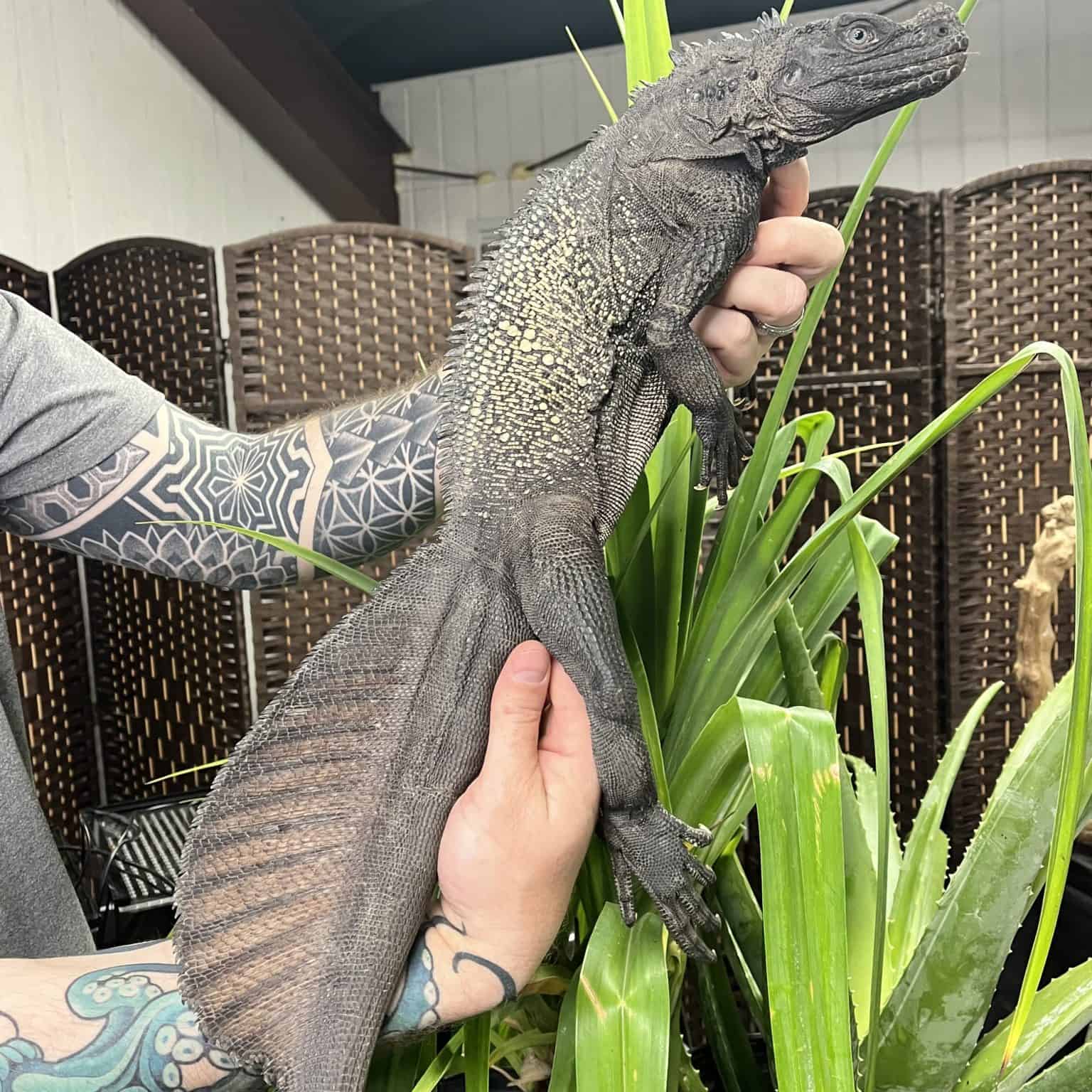 New Reptiles & Amphibians - Underground Reptiles