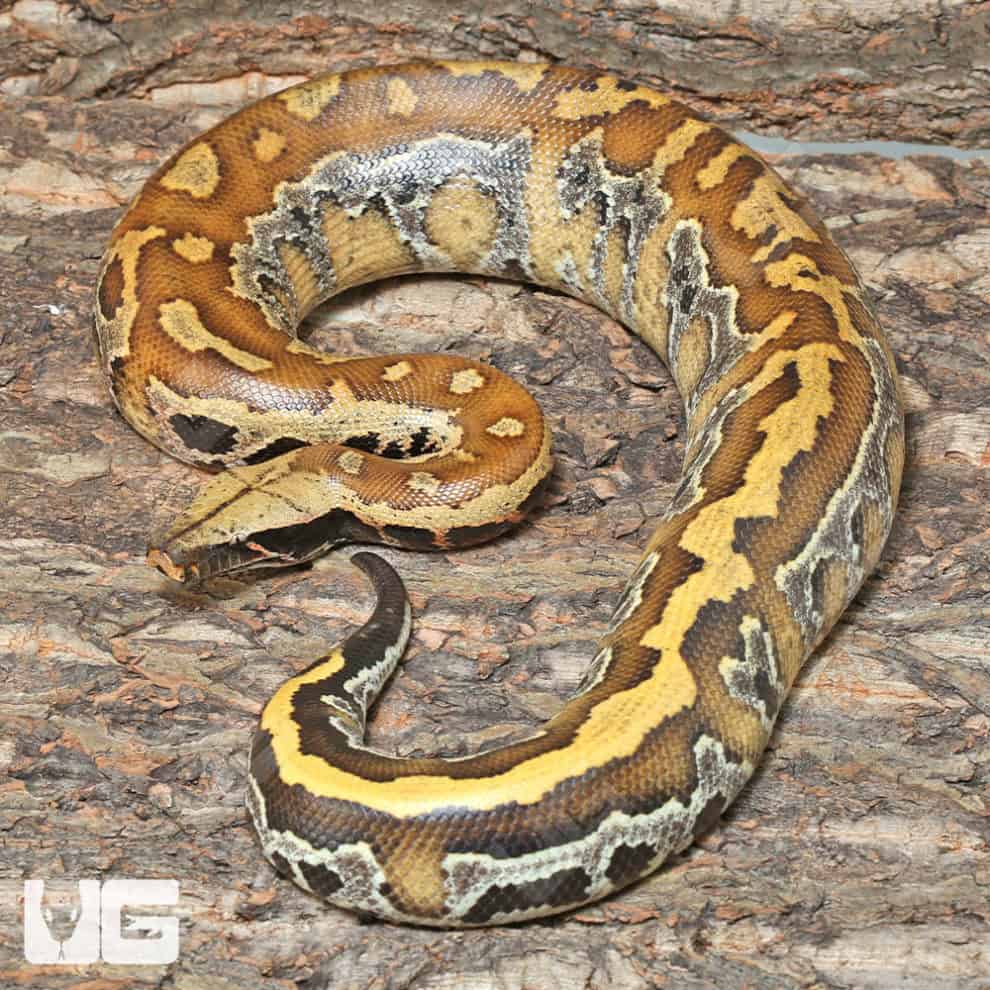 Sumatran Blood Pythons (Python brongersmai) For Sale - Underground Reptiles