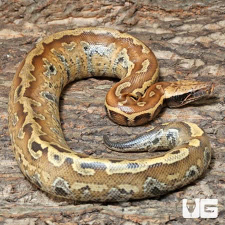 Sumatran Blood Pythons (Python brongersmai) For Sale - Underground Reptiles