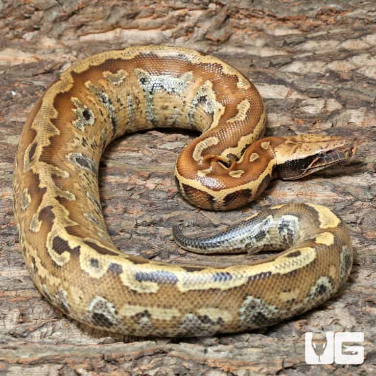 Sumatran Blood Pythons (Python brongersmai) For Sale - Underground Reptiles