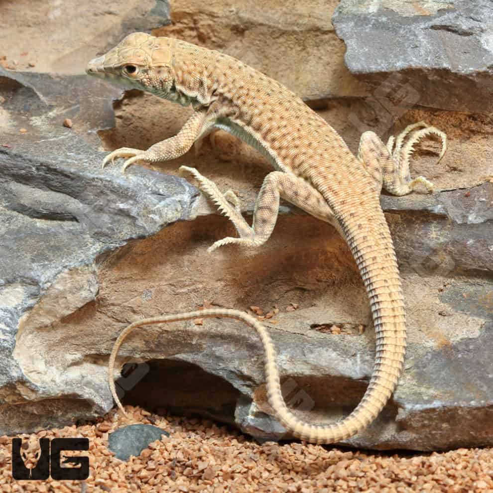 Bosc's Fringe Fingered Lizard For Sale - Underground Reptiles