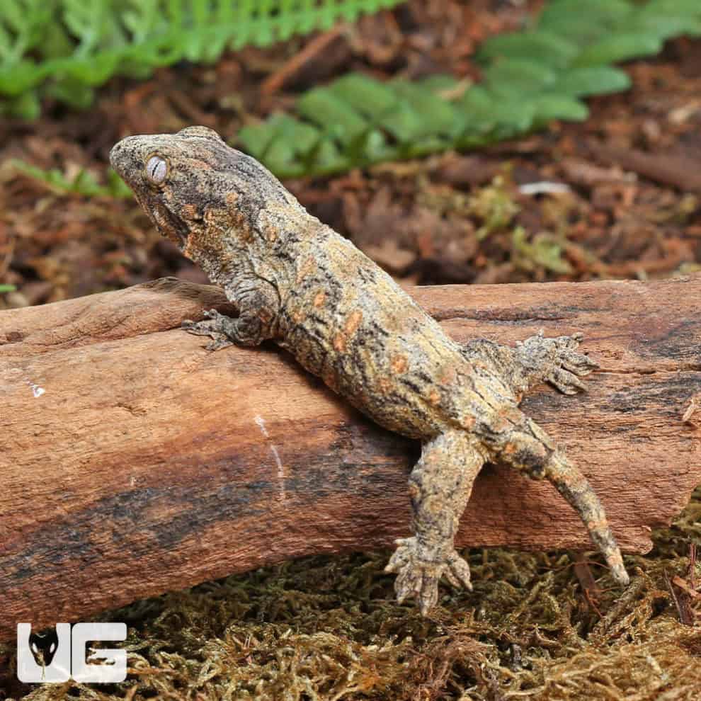 Baby Offshore Leachianus Geckos For Sale - Underground Reptiles