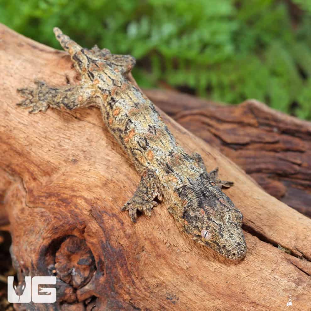 Baby Offshore Leachianus Geckos For Sale - Underground Reptiles