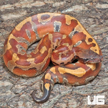 Blood Pythons For Sale - Underground Reptiles