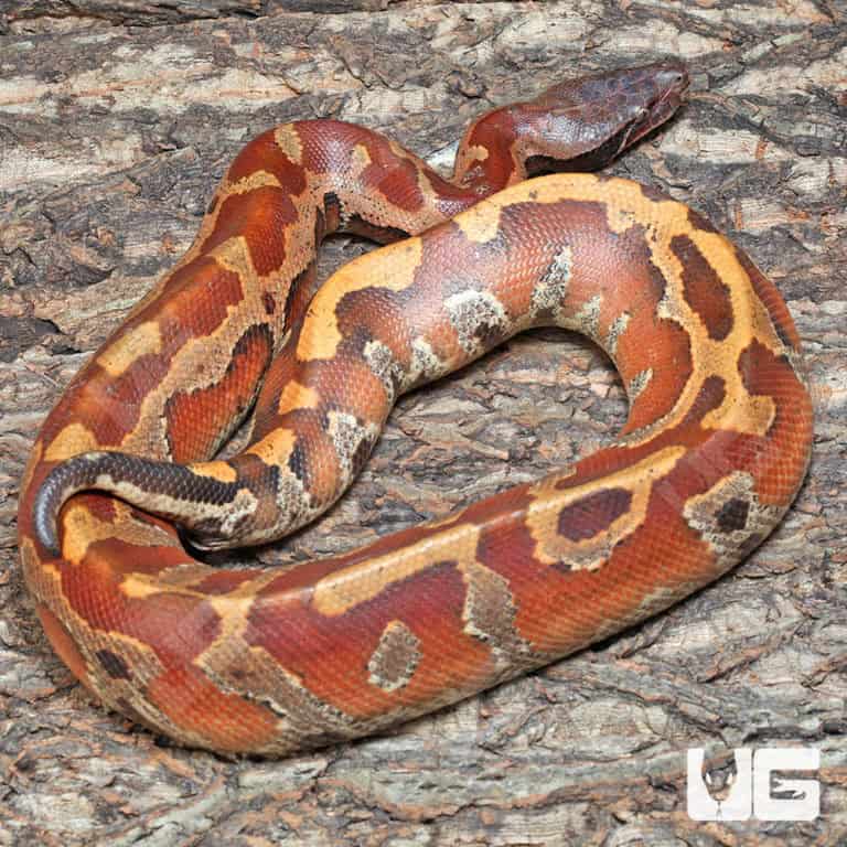 2019 Bangka Blood Pythons (Python curtus) For Sale - Underground Reptiles