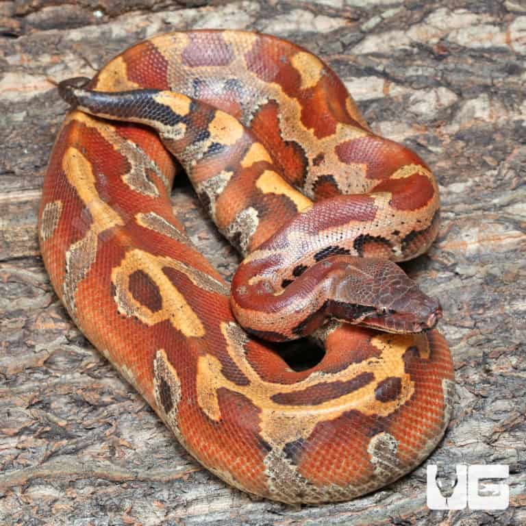 Blood Pythons For Sale - Underground Reptiles