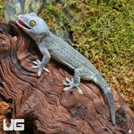 Tokay Geckos For Sale - Underground Reptiles