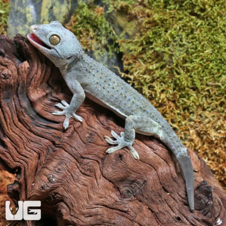 Tokay Geckos For Sale - Underground Reptiles