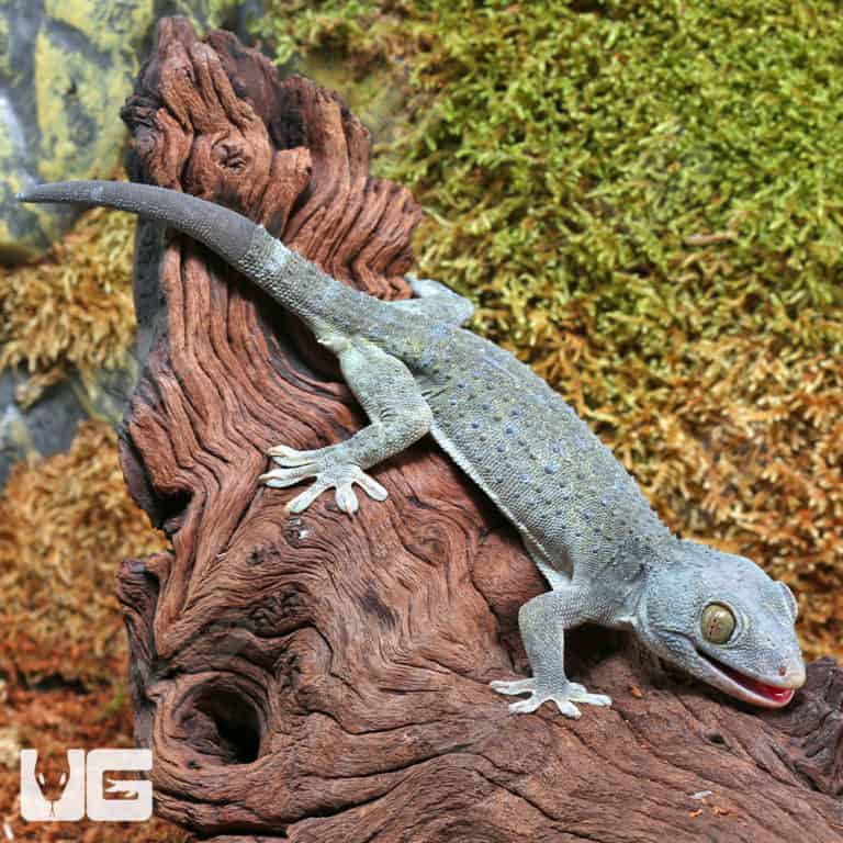 Tokay Geckos For Sale - Underground Reptiles