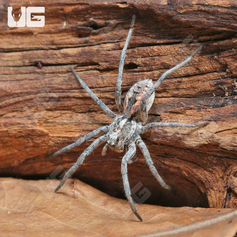 Tucson Wolf Spiders for sale - Underground Reptiles