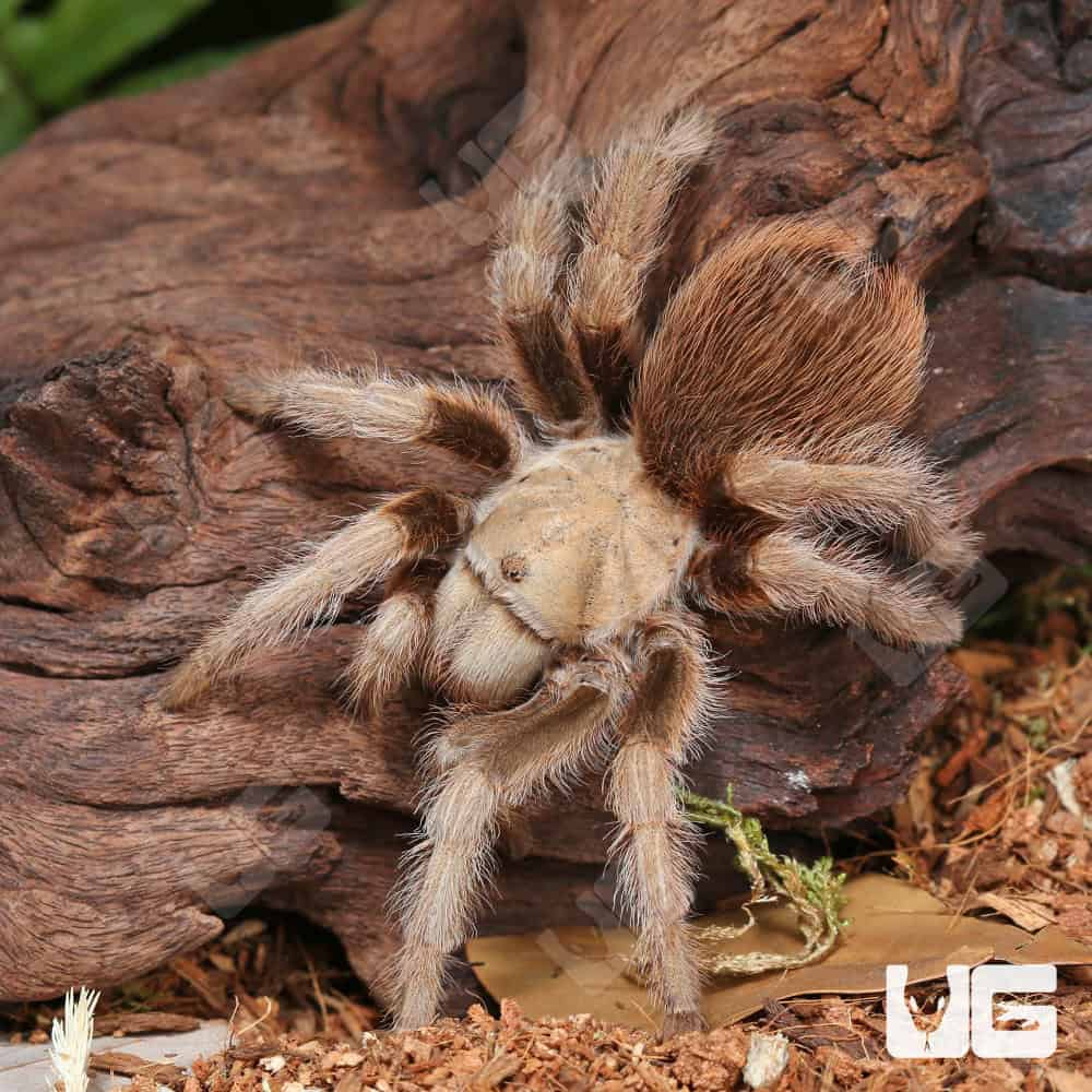 Arizona Blonde Tarantulas For Sale - Underground Reptiles