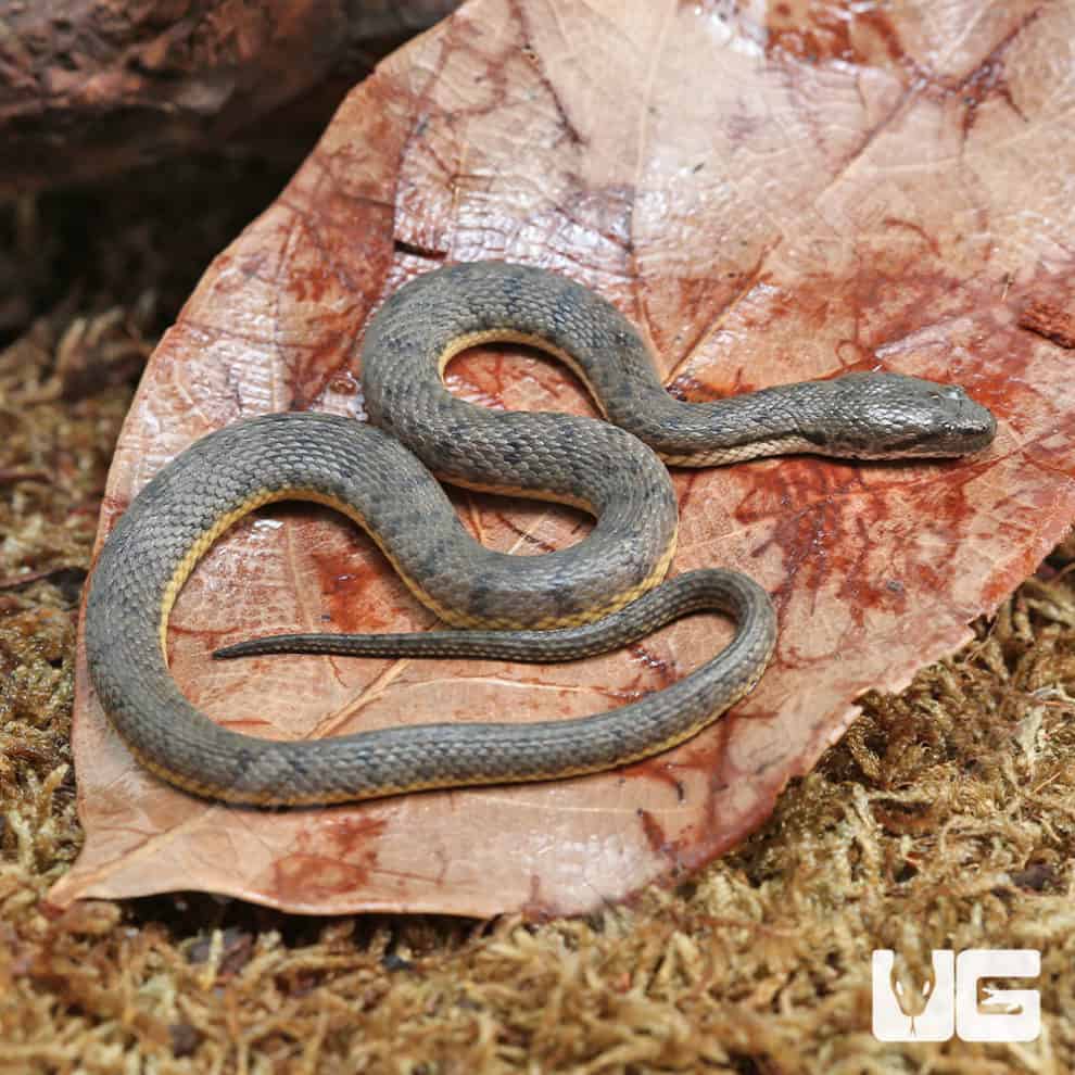 Dog Faced Water Snake (Cerberus rynchops) For Sale - Underground Reptiles