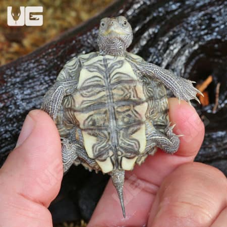 Baby False Map Turtles For Sale - Underground Reptiles