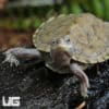 Turtles For Sale - Underground Reptiles
