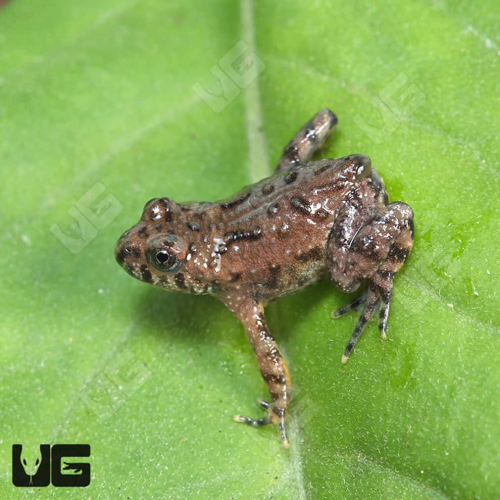 Firebelly Toads For Sale - Underground Reptiles