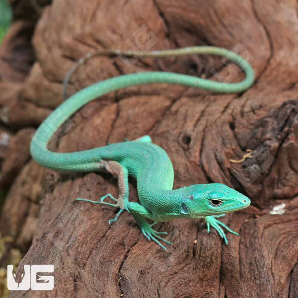 Green Keeled Bellied Lizards (Gastropholis prasina) For Sale ...