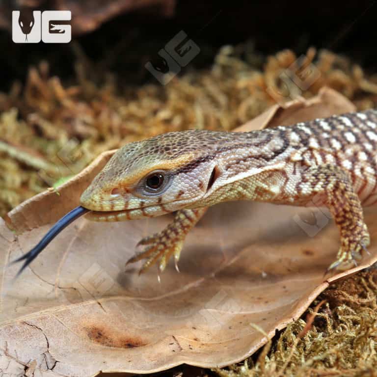 Auctions - Underground Reptiles