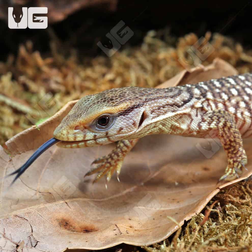 Monitors For Sale - Underground Reptiles