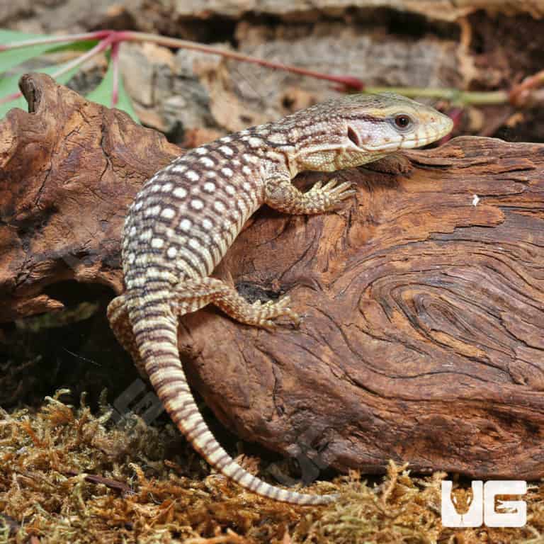 Auctions - Underground Reptiles