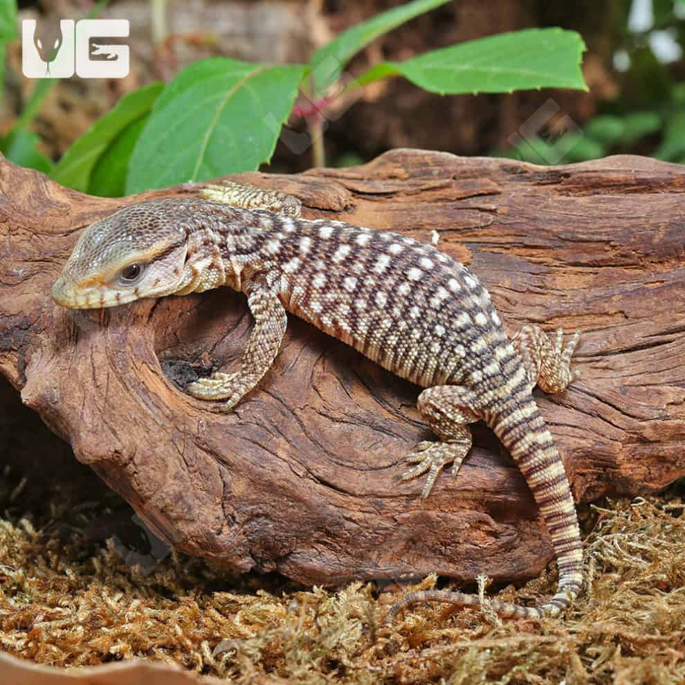 Baby Savannah Monitors For Sale - Underground Reptiles