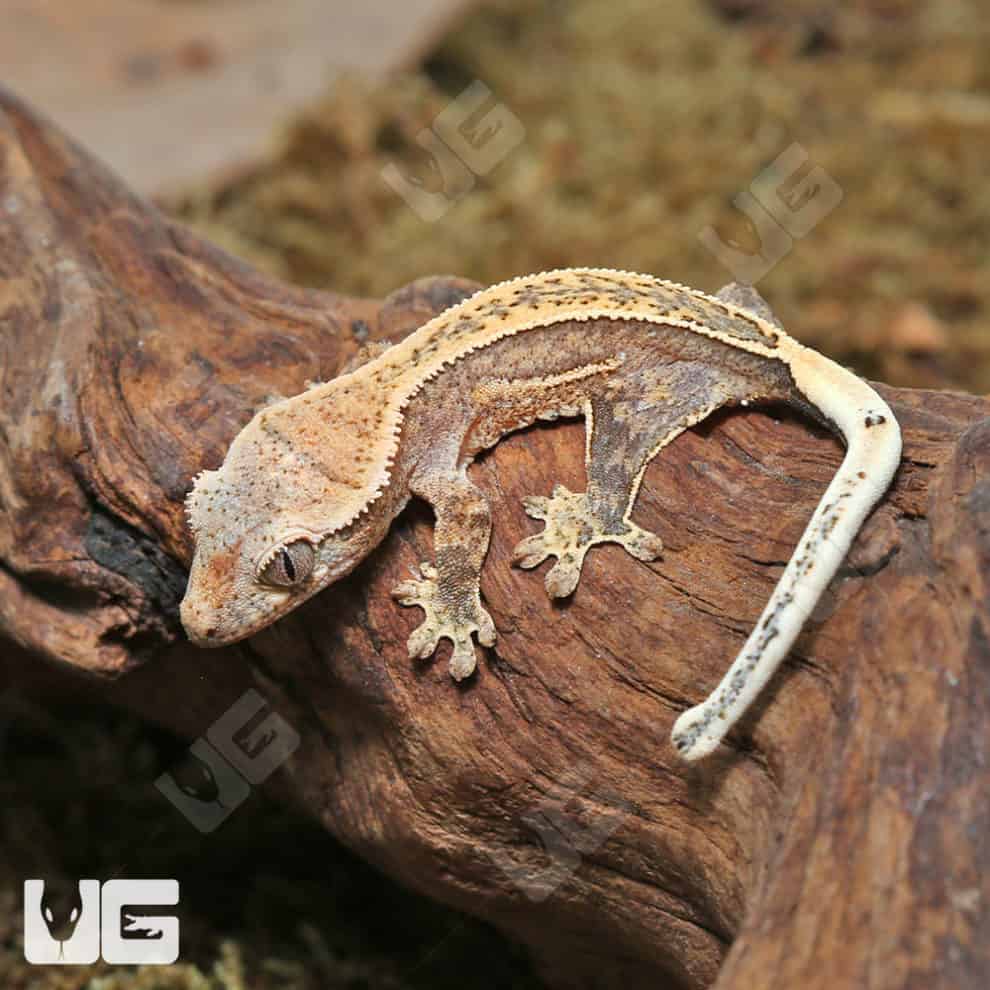 Quad Stripe Crested Geckos For Sale - Underground Reptiles