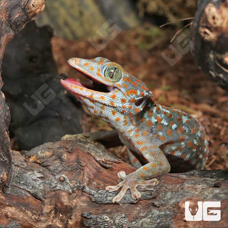 Tokay Geckos For Sale - Underground Reptiles