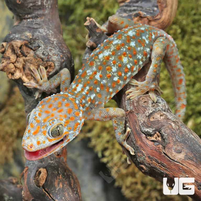 Tokay Geckos For Sale - Underground Reptiles